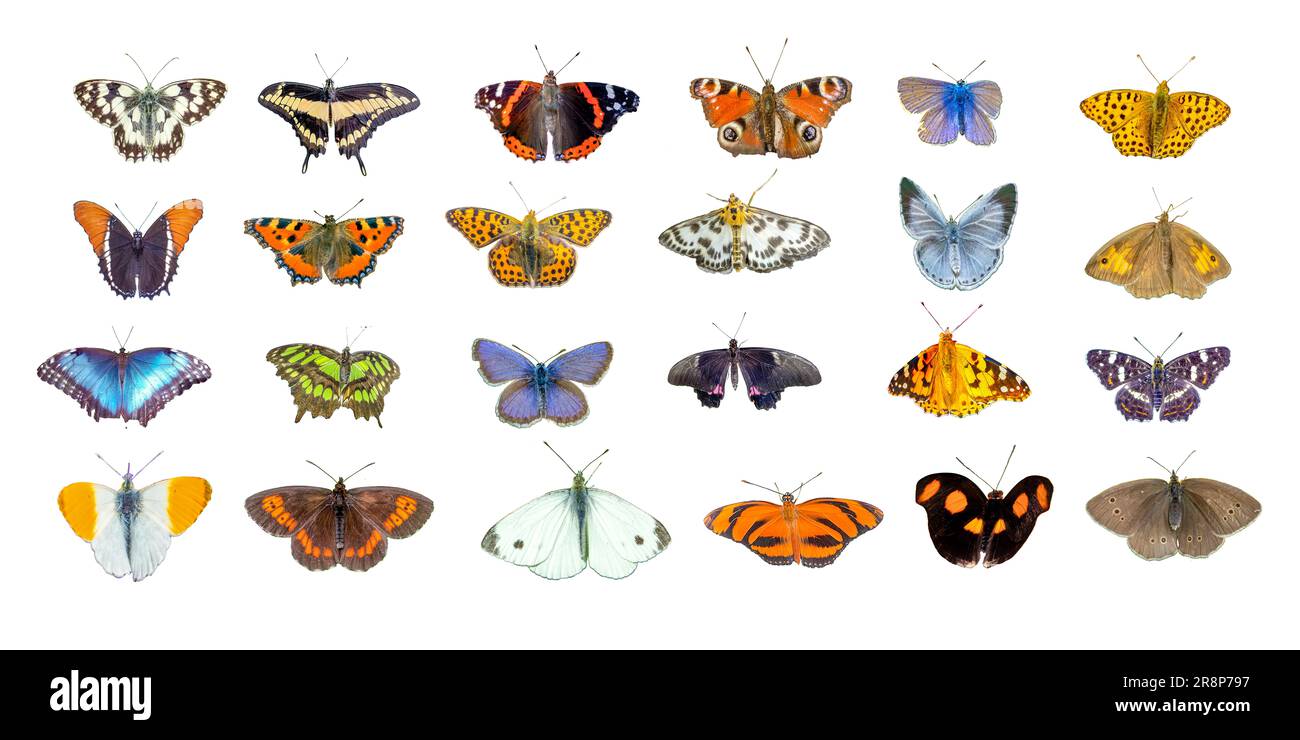 set of butterflies white background Stock Photo - Alamy