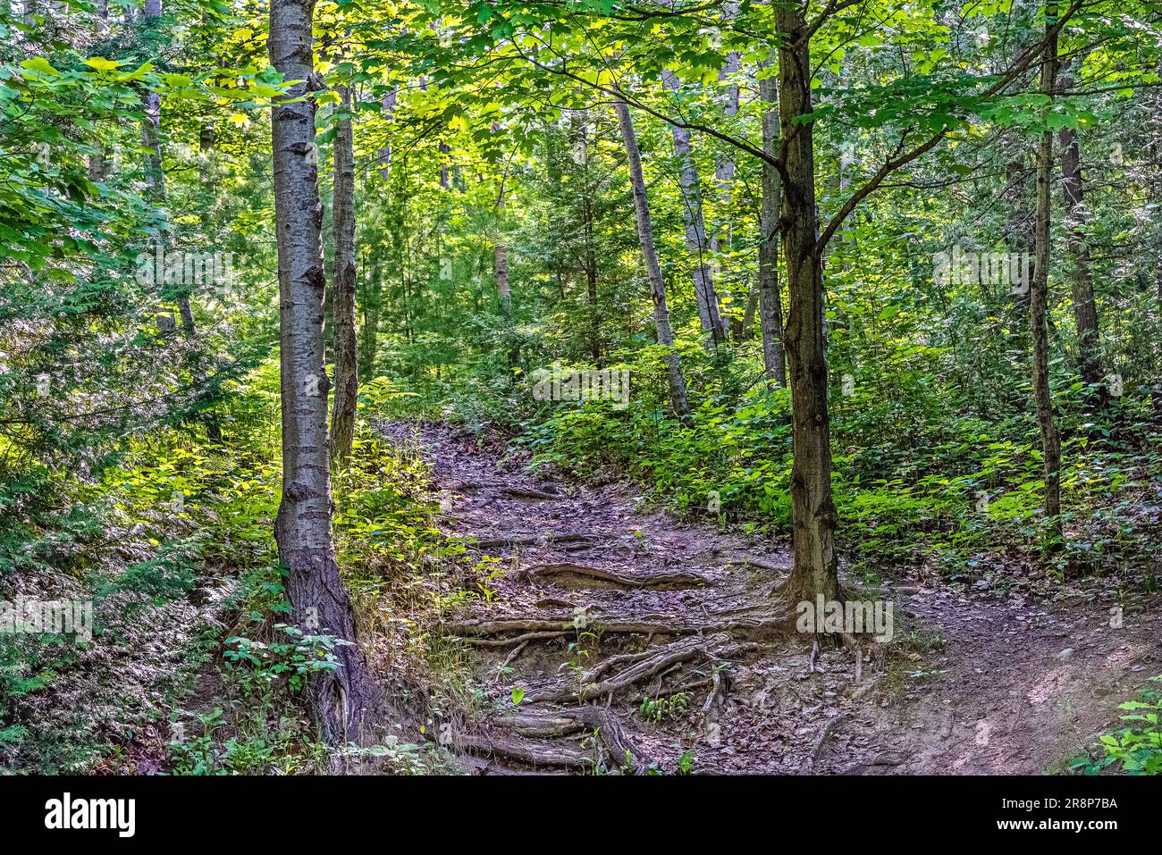 Forests in Canada. A place of life for birds, wild forest animals, and ...