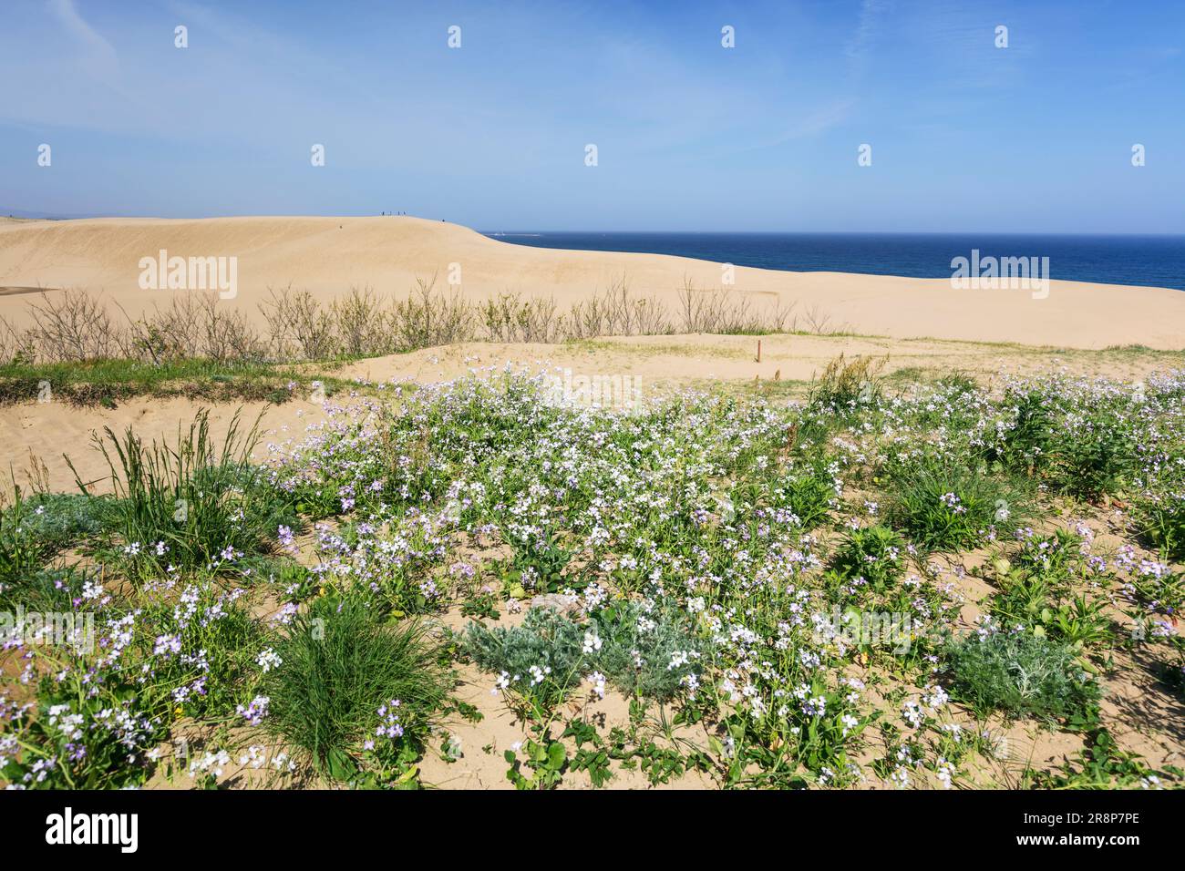 Tottori Sand Dunes Stock Photo - Alamy