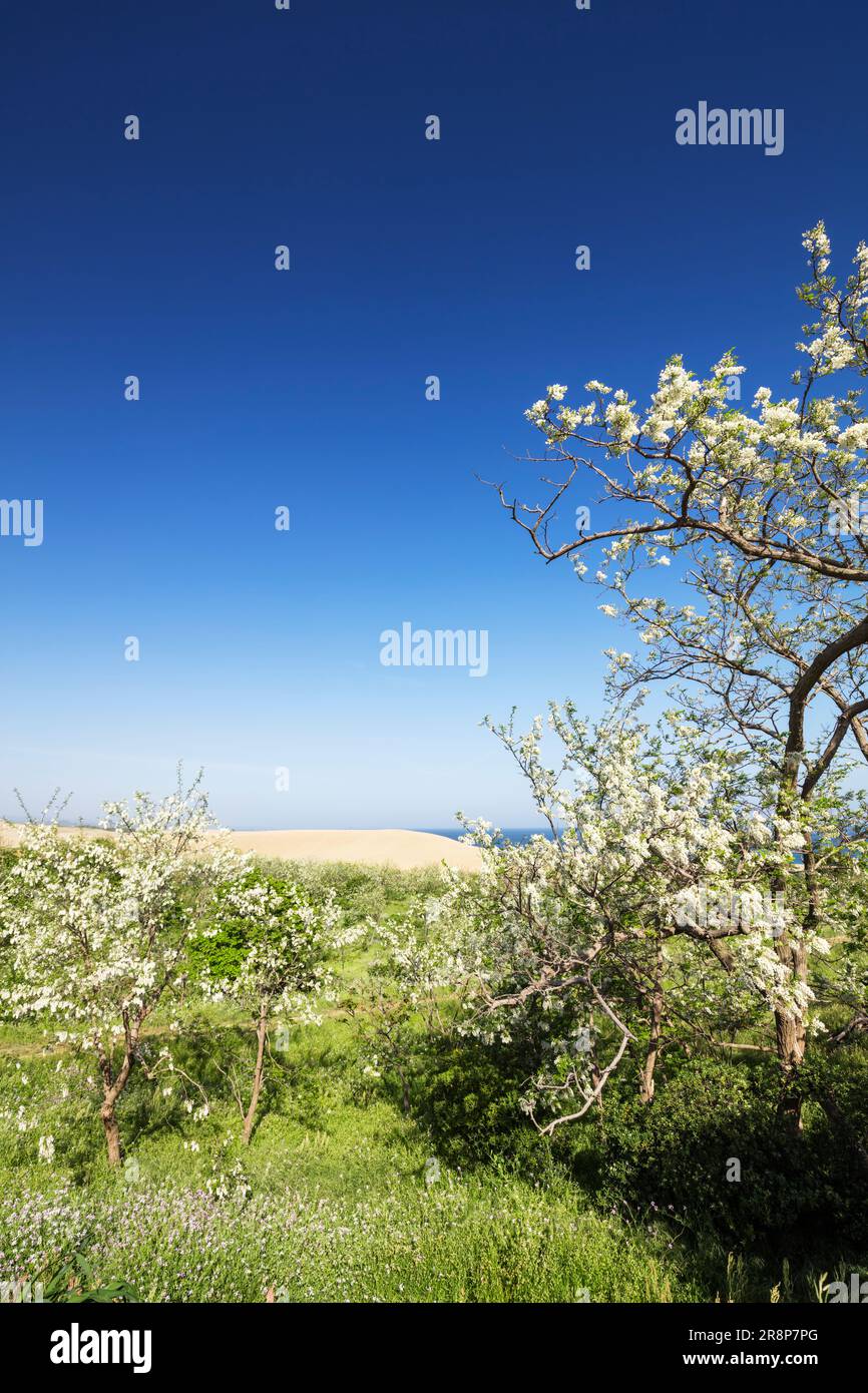 Tottori Sand Dunes Stock Photo - Alamy