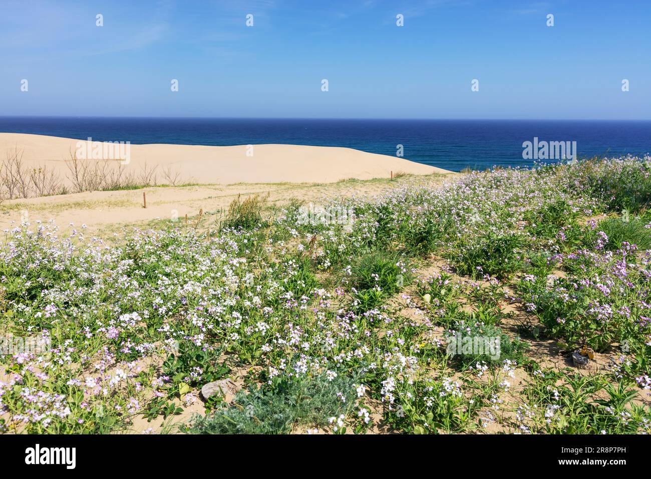 Flower of sand dunes hi-res stock photography and images - Alamy