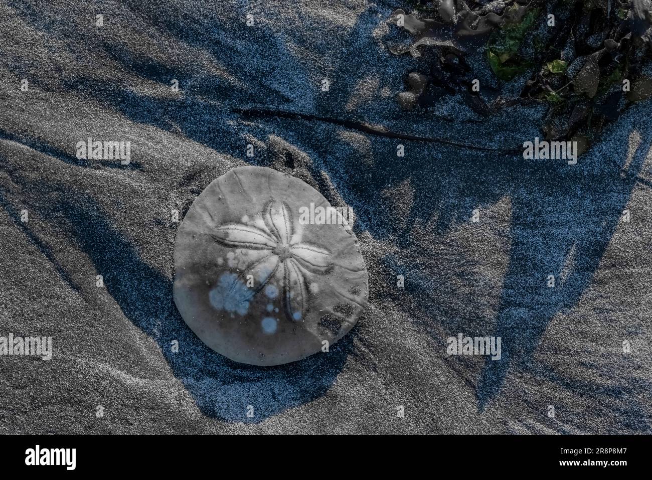 Eccentric Sand Dollar, Dendraster excentricus, skeleton on Hobuck Beach ...