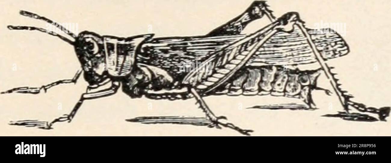 Red legged locust hi-res stock photography and images - Alamy