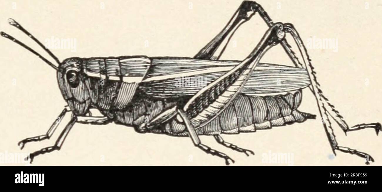 Red legged locust hi-res stock photography and images - Alamy