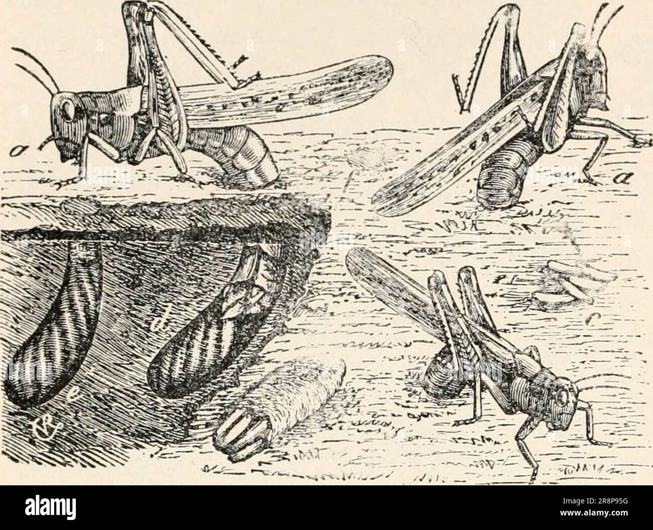 Locust laying eggs hi-res stock photography and images - Alamy