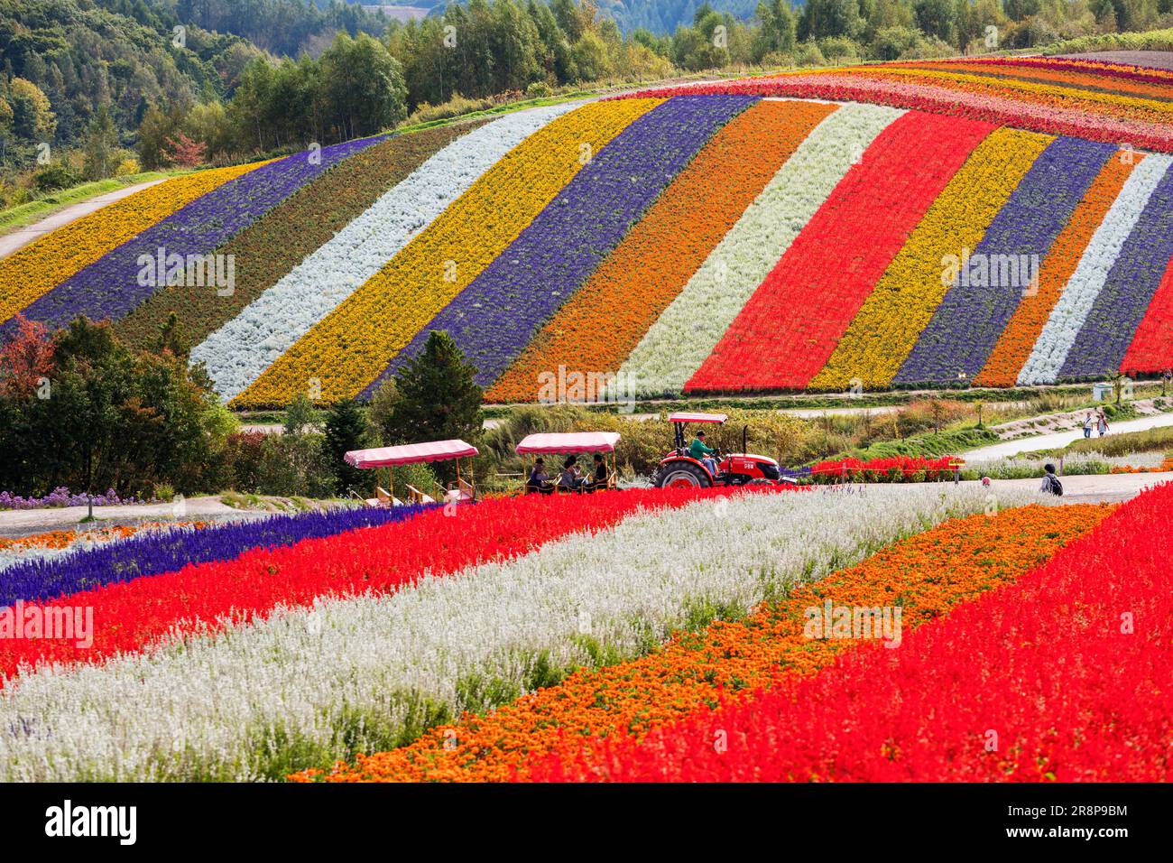 Flower field in Shikisai no Oka Stock Photo - Alamy