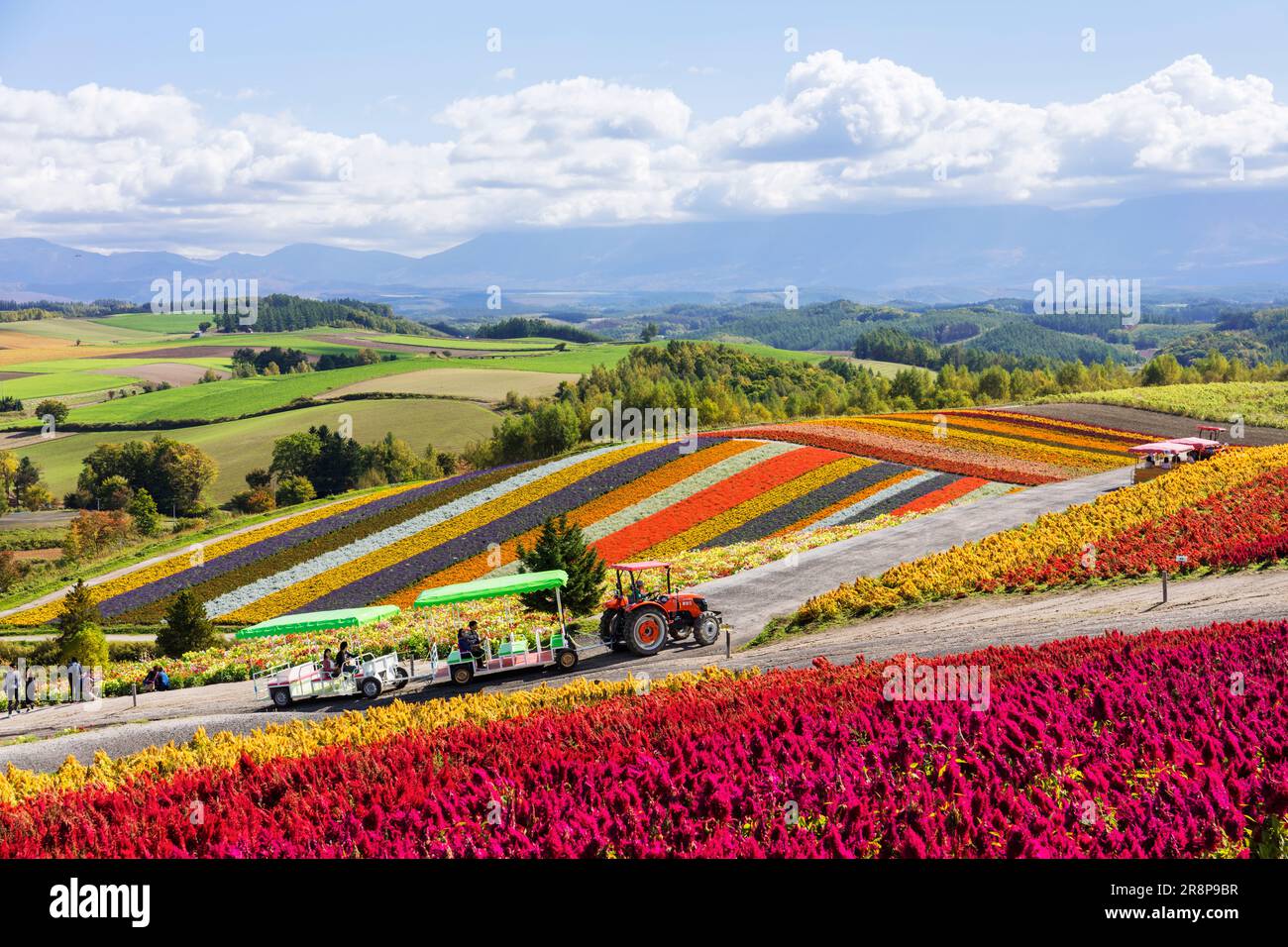 Flower Field In Shikisai No Oka Stock Photo Alamy Flower Field In Shikisai No Oka Stock Photo Alamy