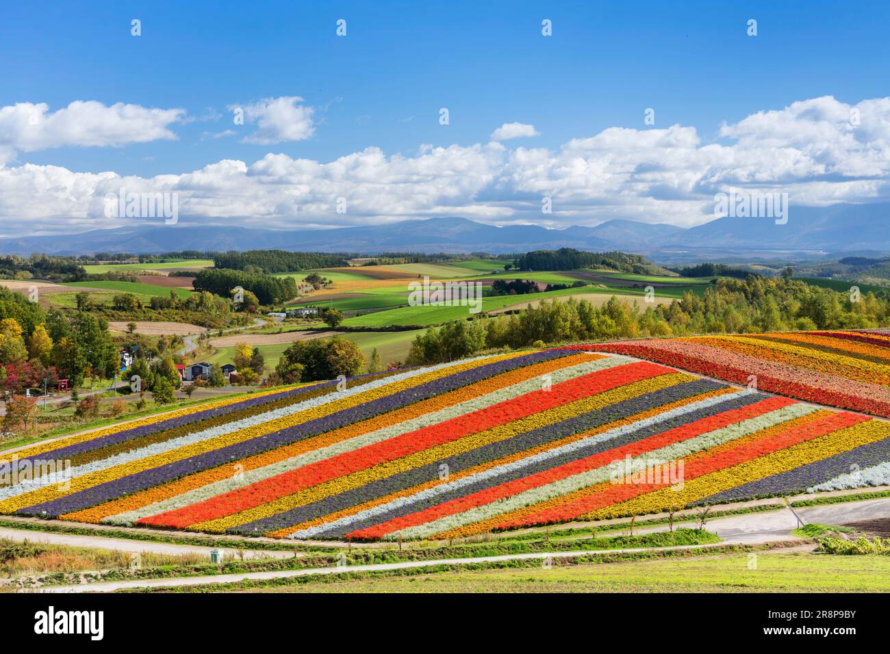 Flower field in Shikisai no Oka Stock Photo - Alamy