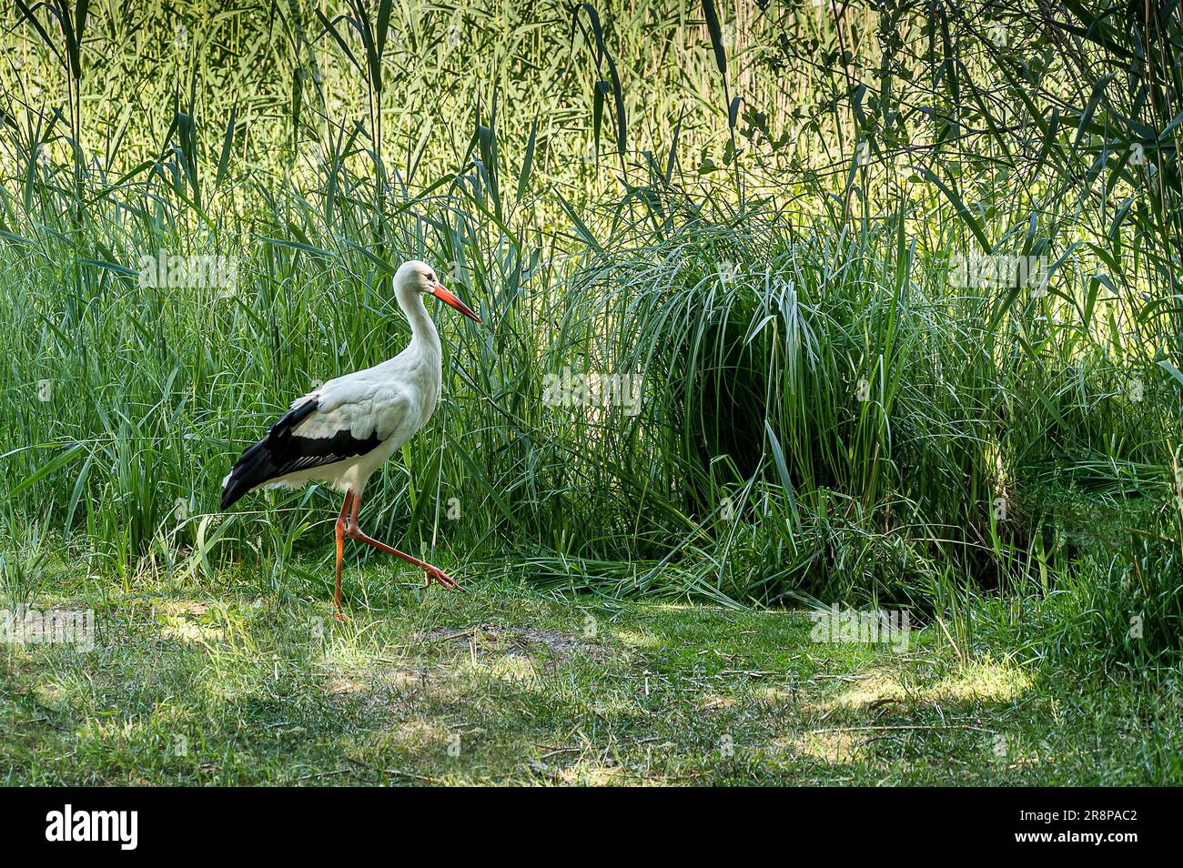 Wildlife ornithology hi-res stock photography and images - Alamy