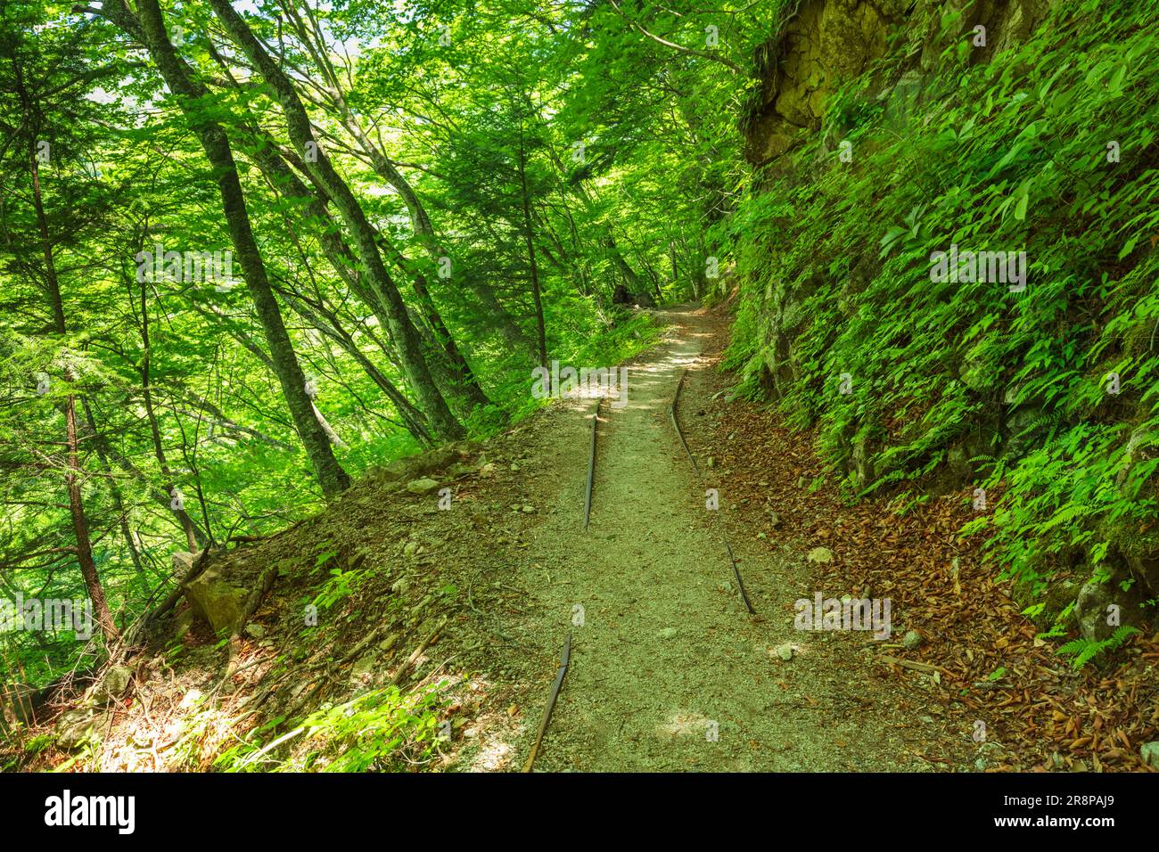 Old forest track in Nishizawa Valley Stock Photo - Alamy