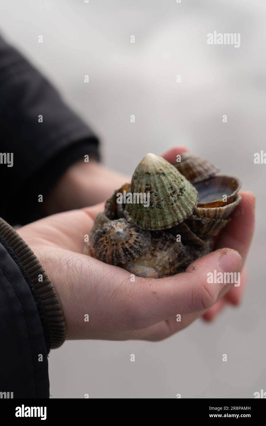 The hands holding a cluster of seashells Stock Photo - Alamy