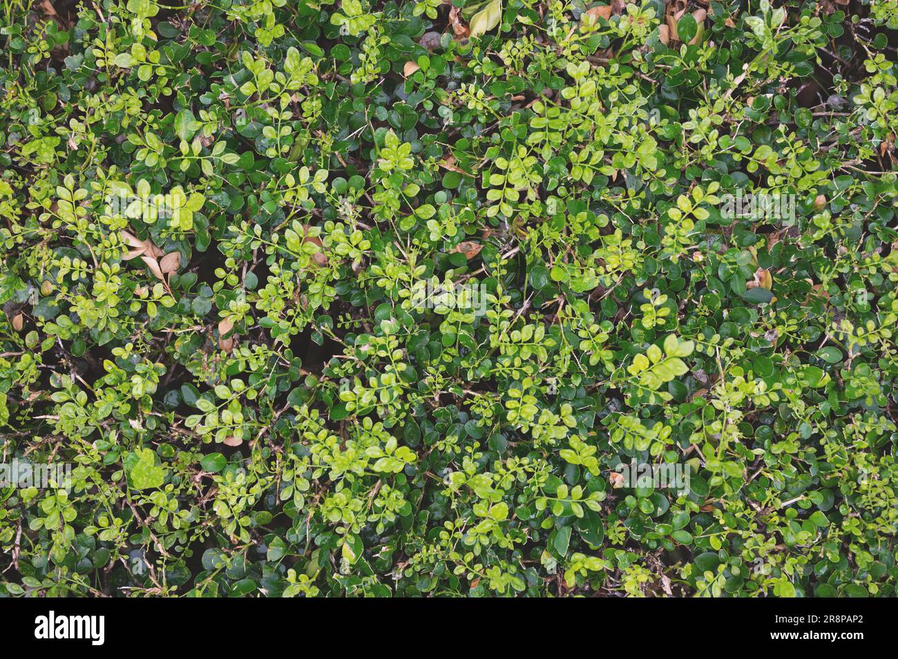Bush seamless texture background hi-res stock photography and images ...