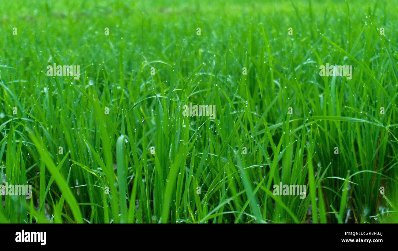 Barley rice plants in nature hi-res stock photography and images - Alamy