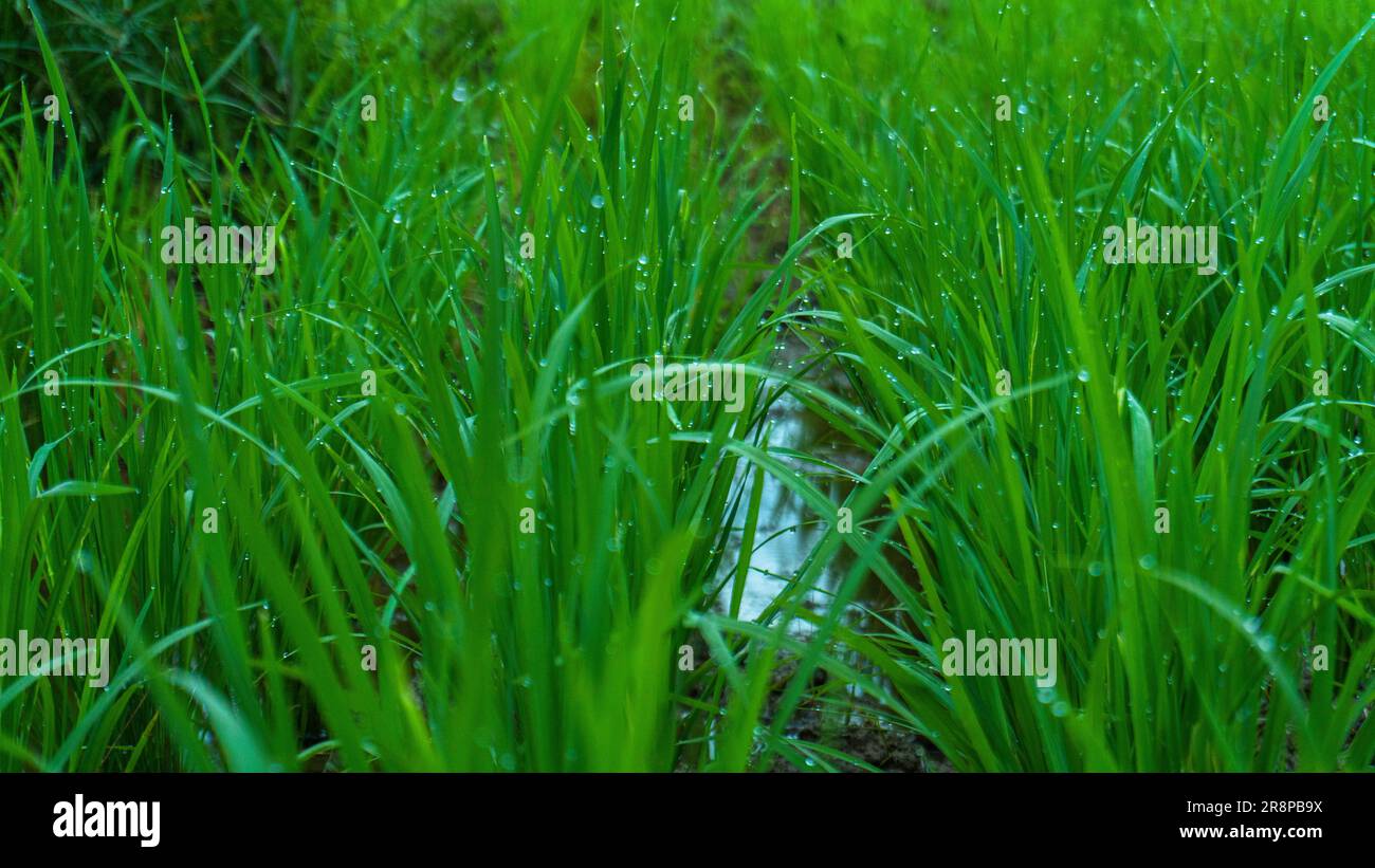 Fresh green rice plant in paddy field Stock Photo - Alamy