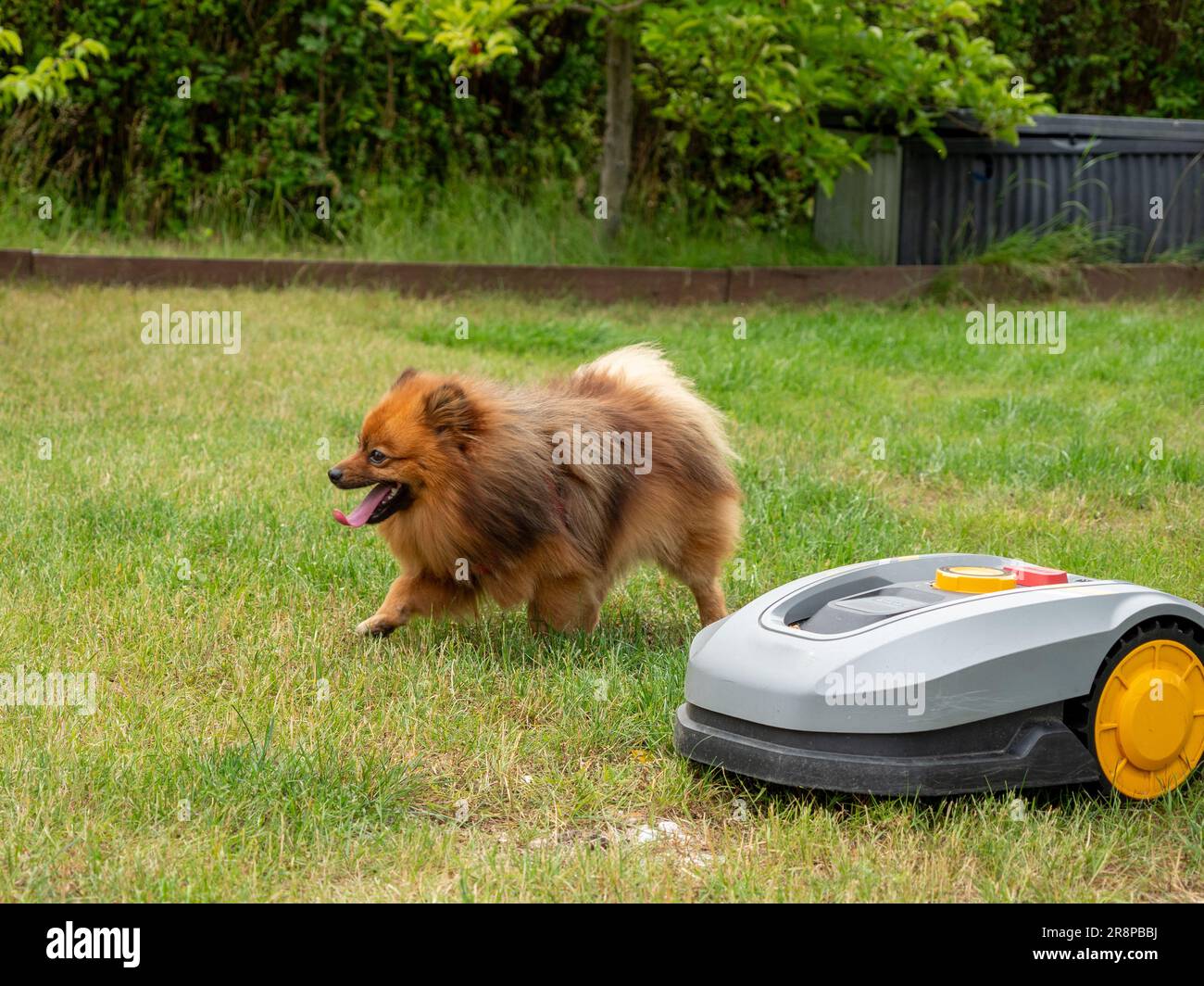 Spitz dog and lawnmower robot on green grass. Red spitz Stock Photo - Alamy