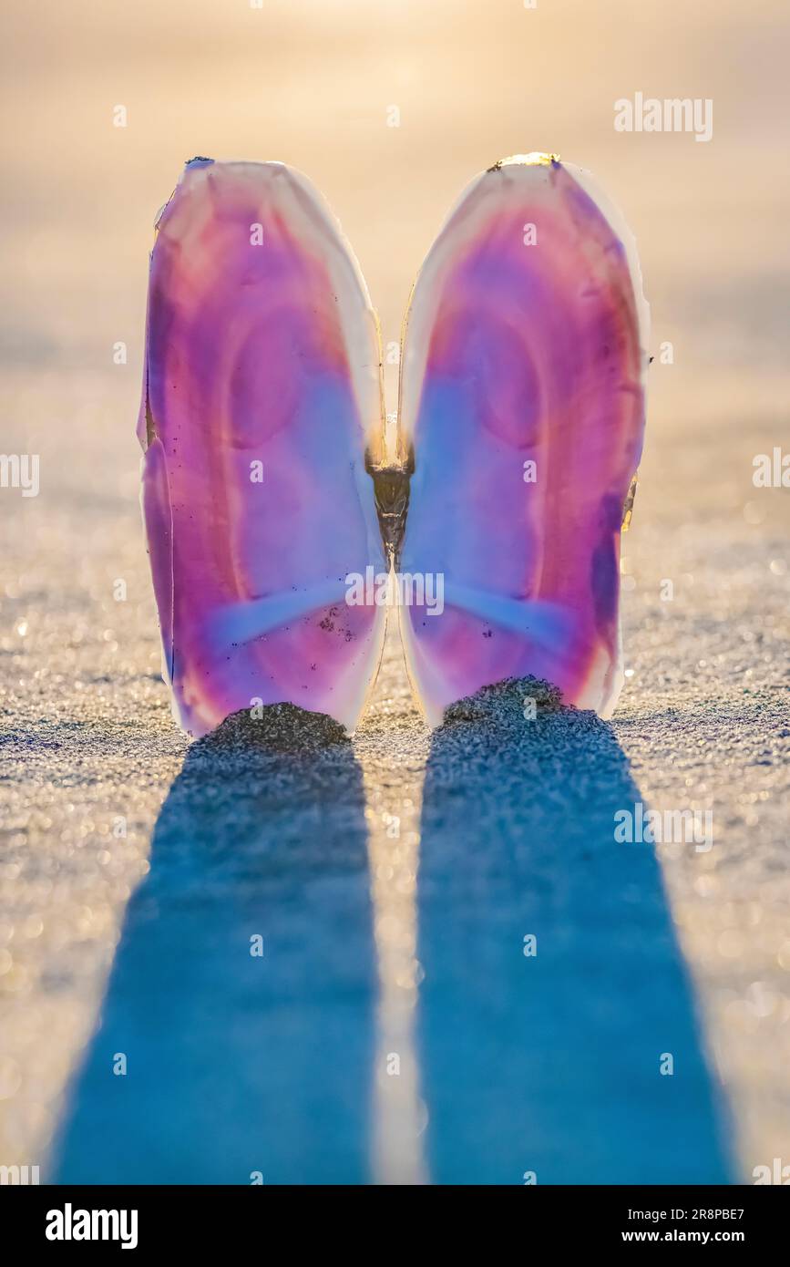 Pacific Razor Clam, Siliqua patula, shell at sunset on Hobuck Beach ...