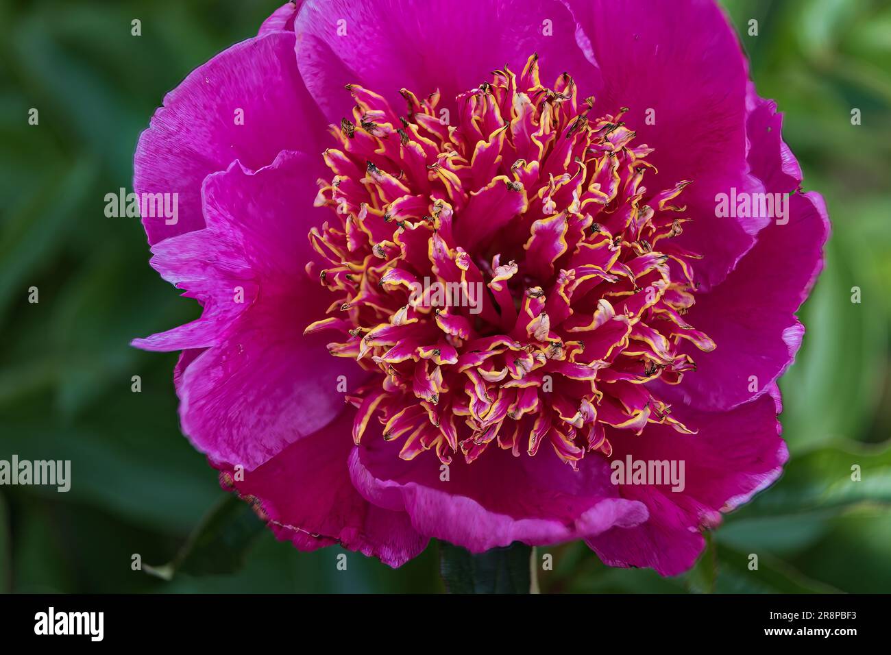Summer flower series, beautiful pink peony flowers in garden on dark ...