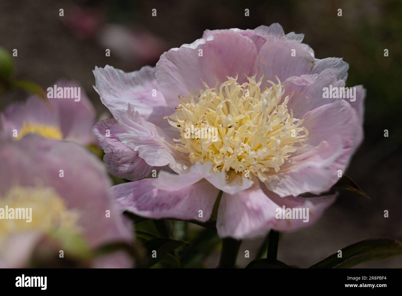 Summer flower series, beautiful pink peony flowers in garden on dark ...