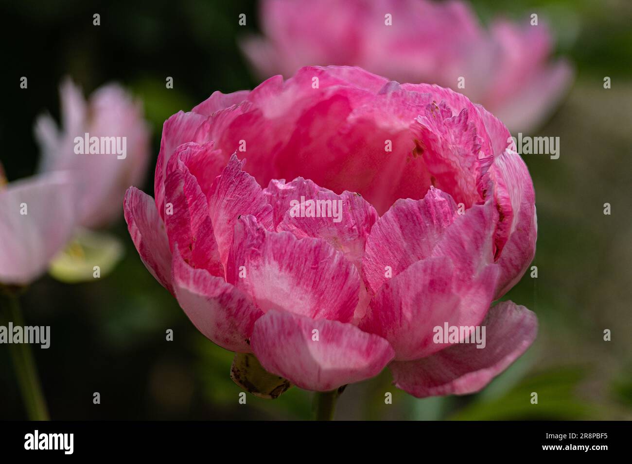 Summer flower series, beautiful pink peony flowers in garden on dark ...