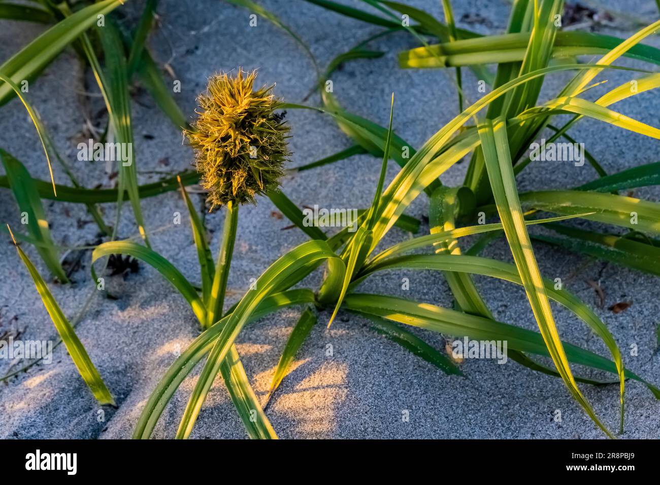 Bighead Sedge, Carex macrocephala, in sandy upper portion of Hobuck ...