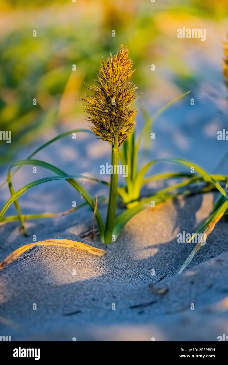 Bighead Sedge, Carex macrocephala, in sandy upper portion of Hobuck ...