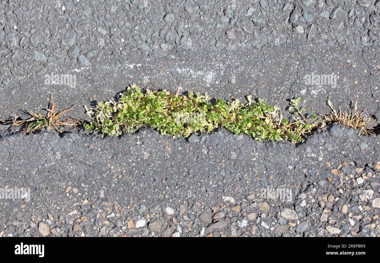 Weeds break through asphalt, top view, isolated Stock Photo - Alamy