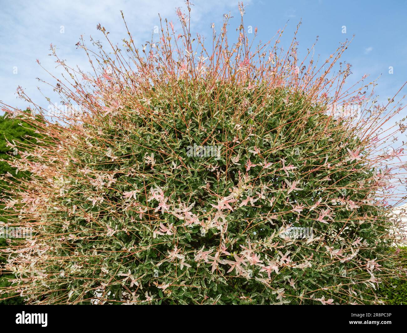 Variegated white decorative willow. Japanese willow Salix integra ...