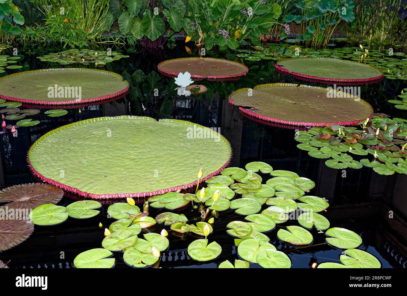 Royal water platters hi-res stock photography and images - Alamy