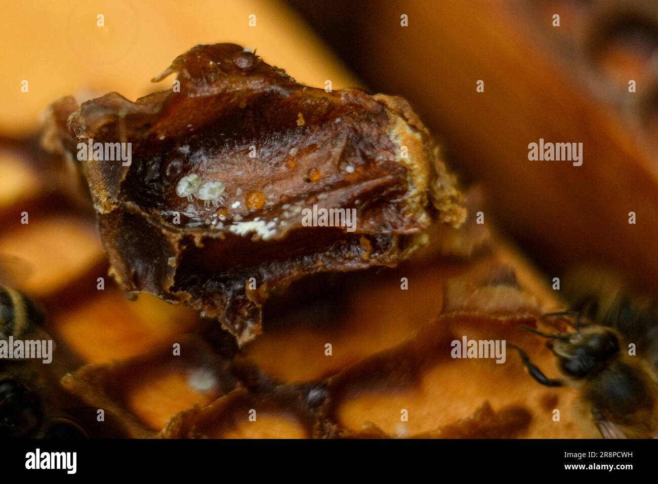 Parasitic mite Varroa are visible on a hive, Wednesday, June 21, 2023 ...