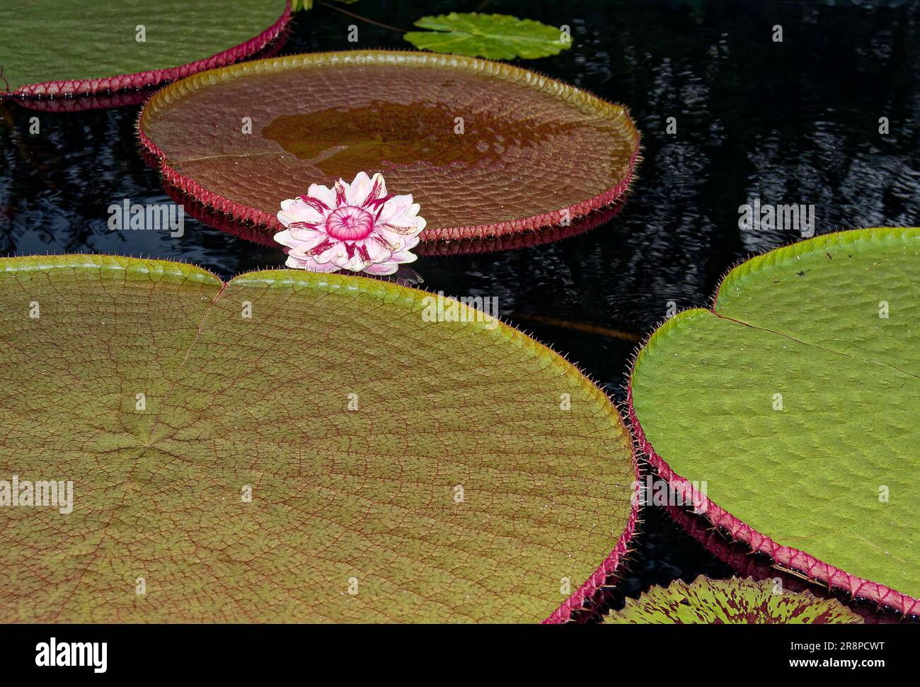 Victoris amazonica hi-res stock photography and images - Alamy