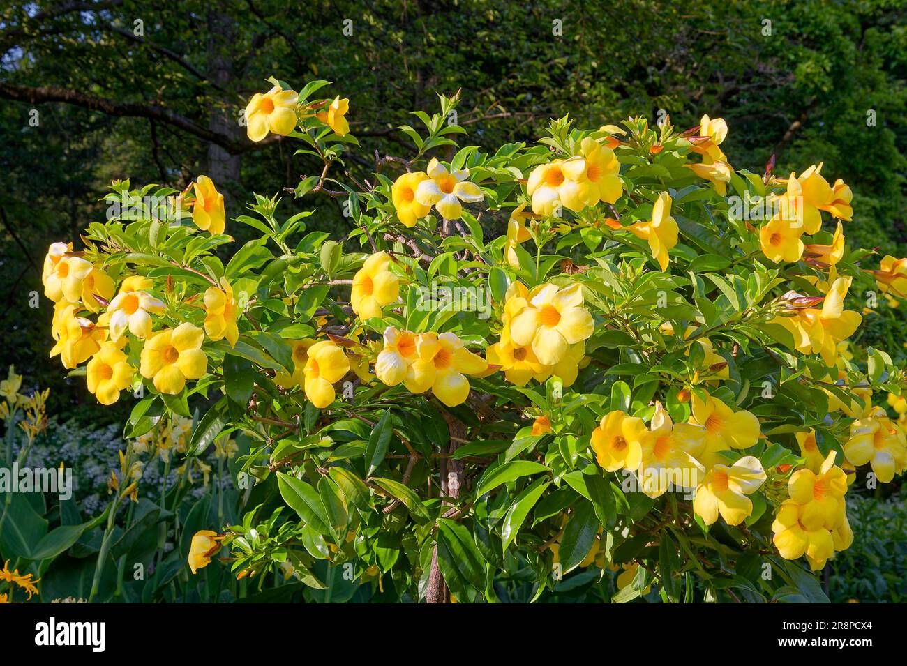 yellow flowers, Alamanda cathartica, trumpet vine, 5 broad petals ...