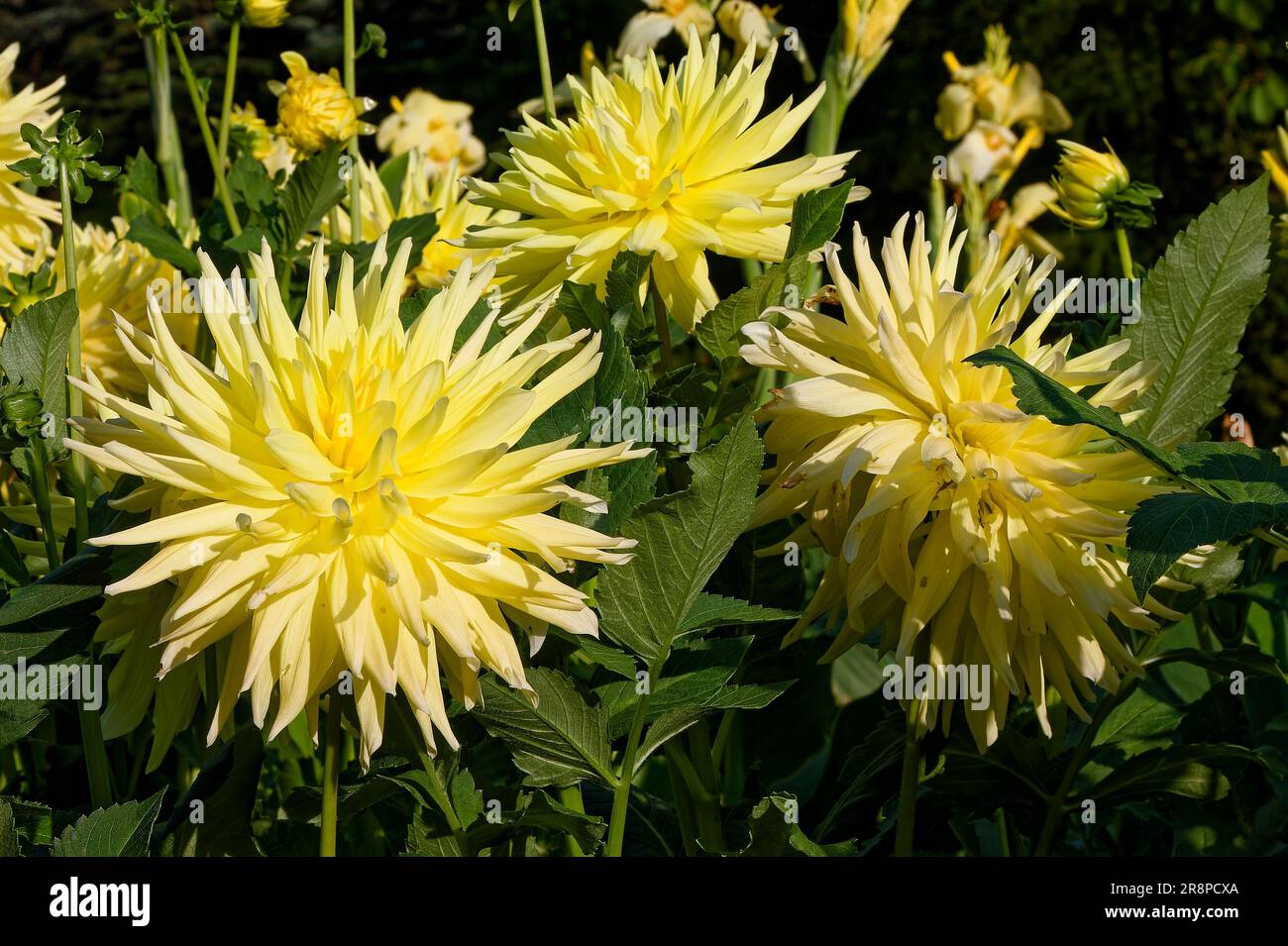 3 dahlias, yellow flowers, 2 at prime, 1 fading, concept, contrast ...