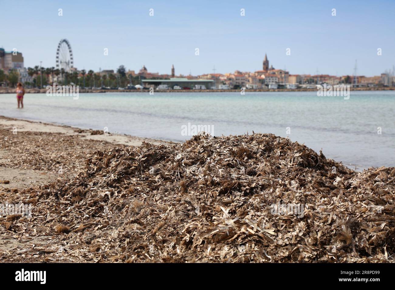 Seaweed or seagrass on Alghero town beach in Sardinia island, Italy ...