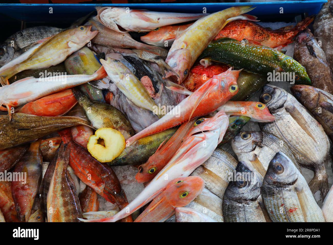 Fish market in Alghero town in Sardinia island, Italy. Red gurnard ...