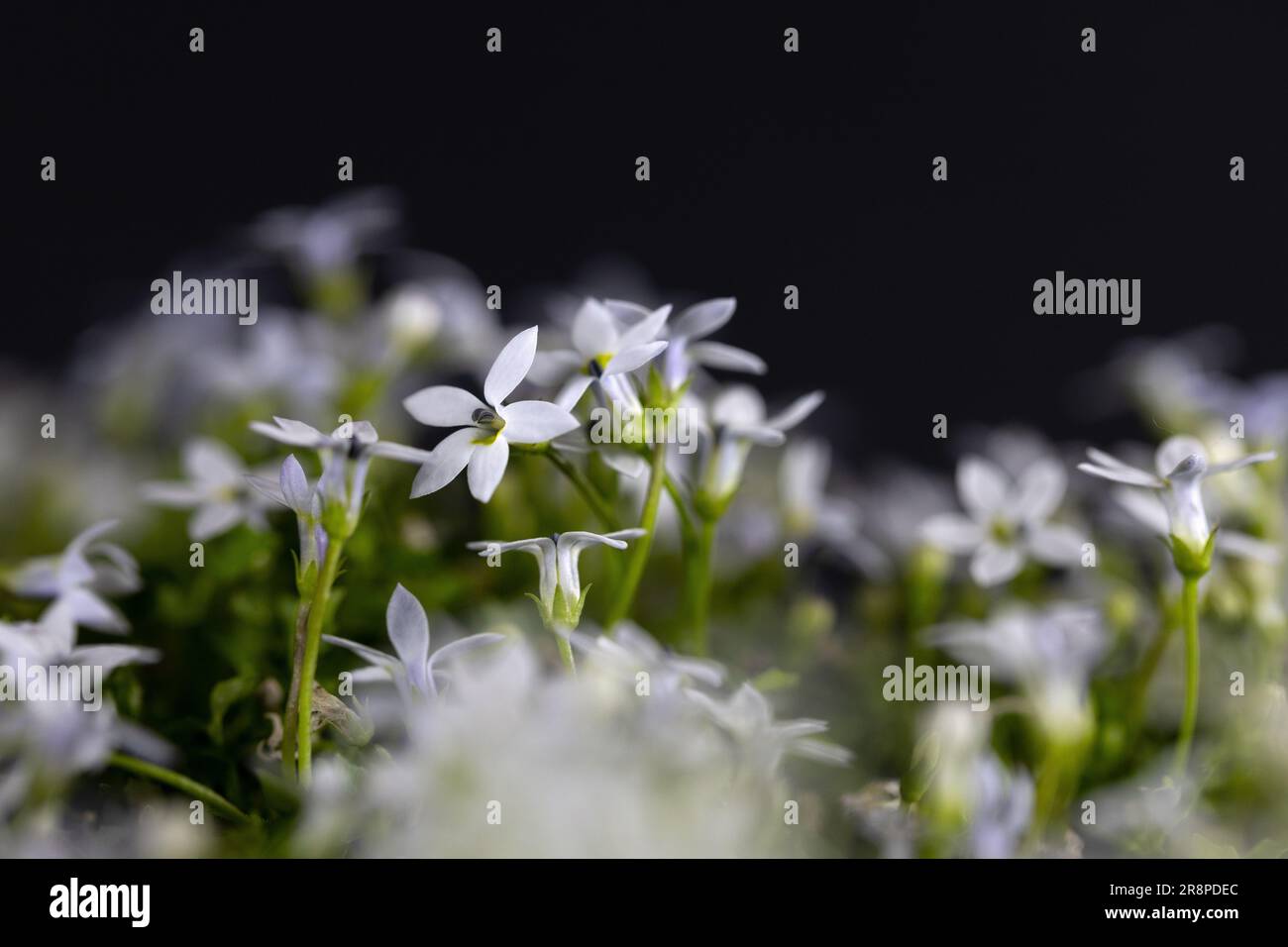 Pratia pedunculata 'Alba' - super star creeper plant Stock Photo - Alamy