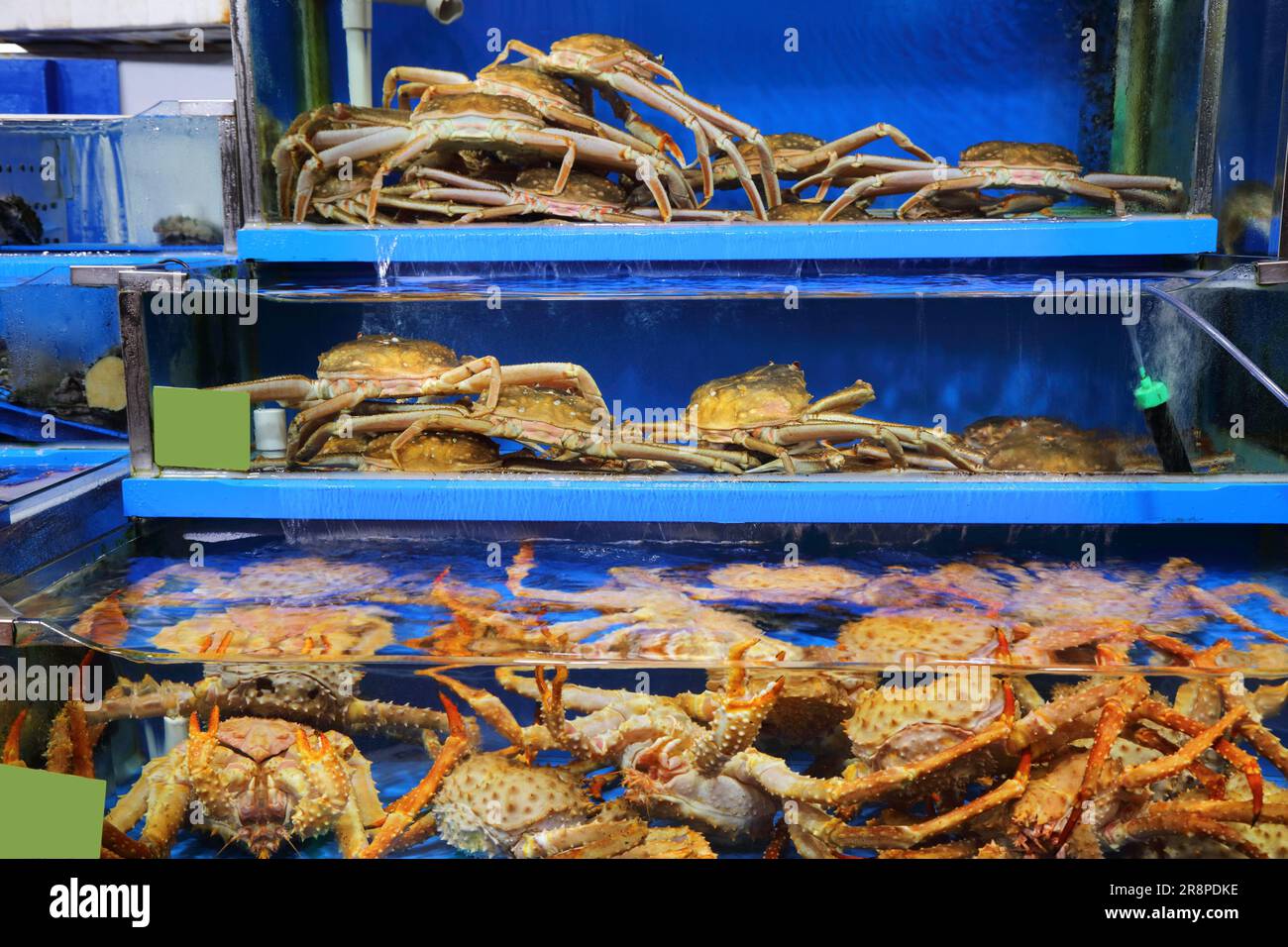 Fish market in Seoul, South Korea. Snow crab and king crab at ...