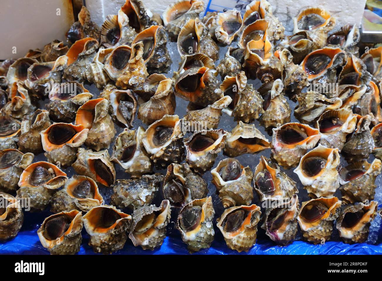 Fish market in Seoul, South Korea. Whelk snails - shellfish at ...