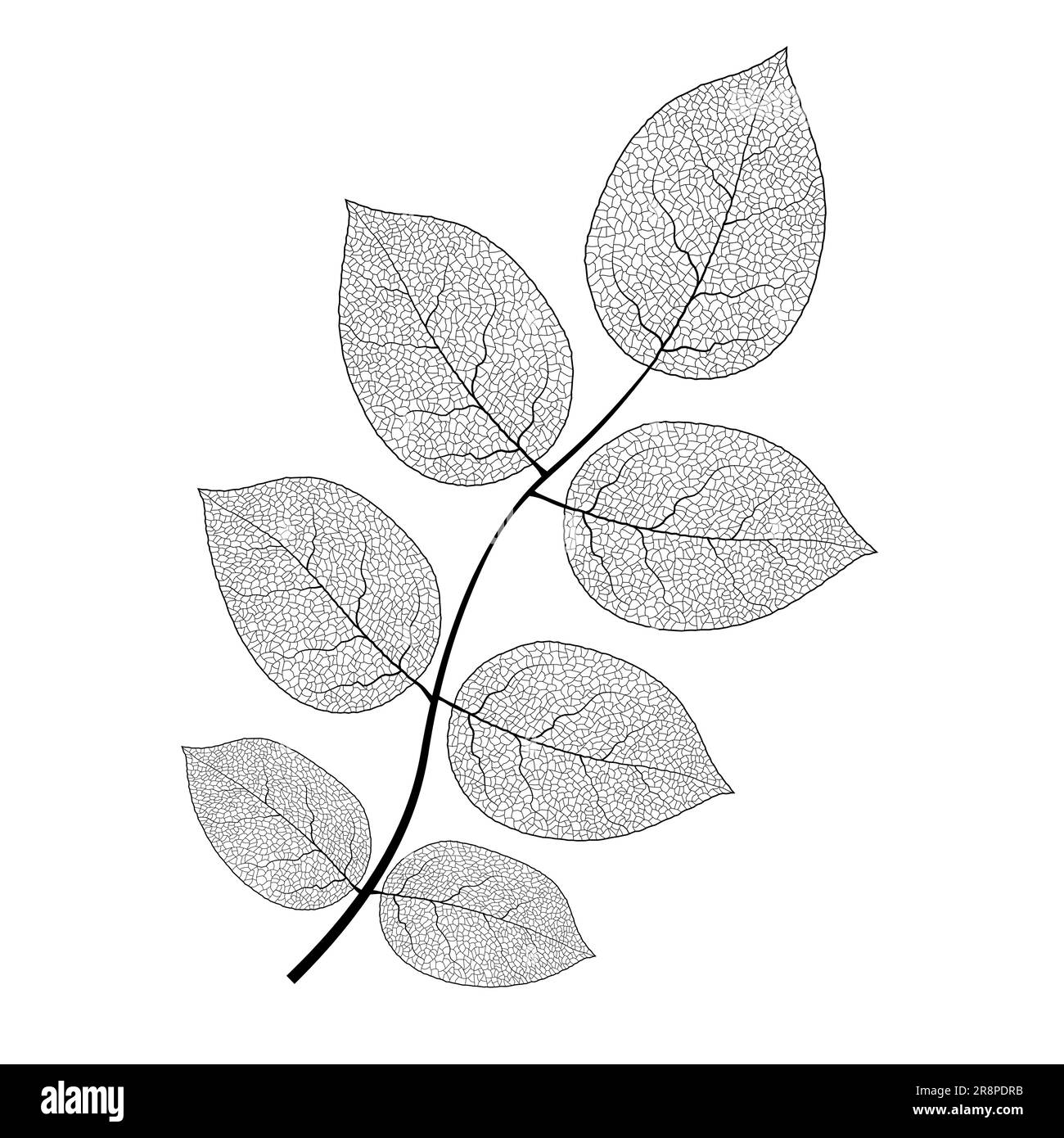 Leaf vein vector texture isolated transparent autumn black detail ...