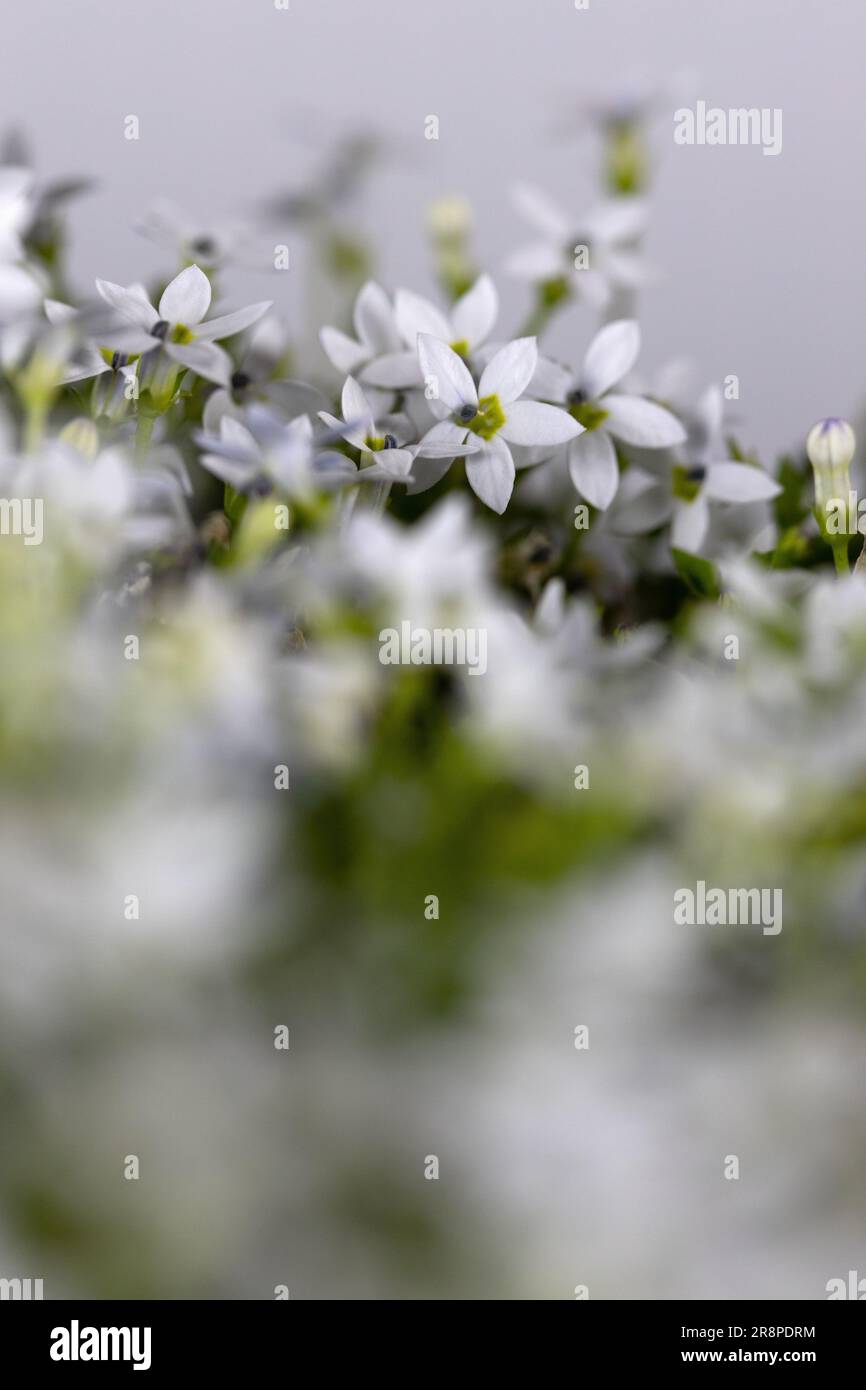 Pratia hi-res stock photography and images - Alamy