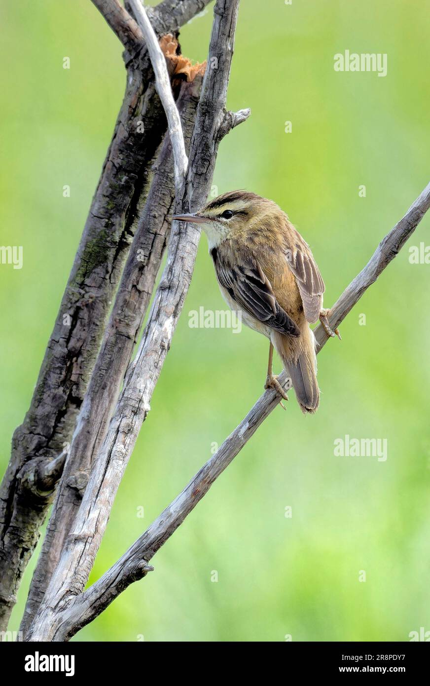 English perches hi-res stock photography and images - Alamy
