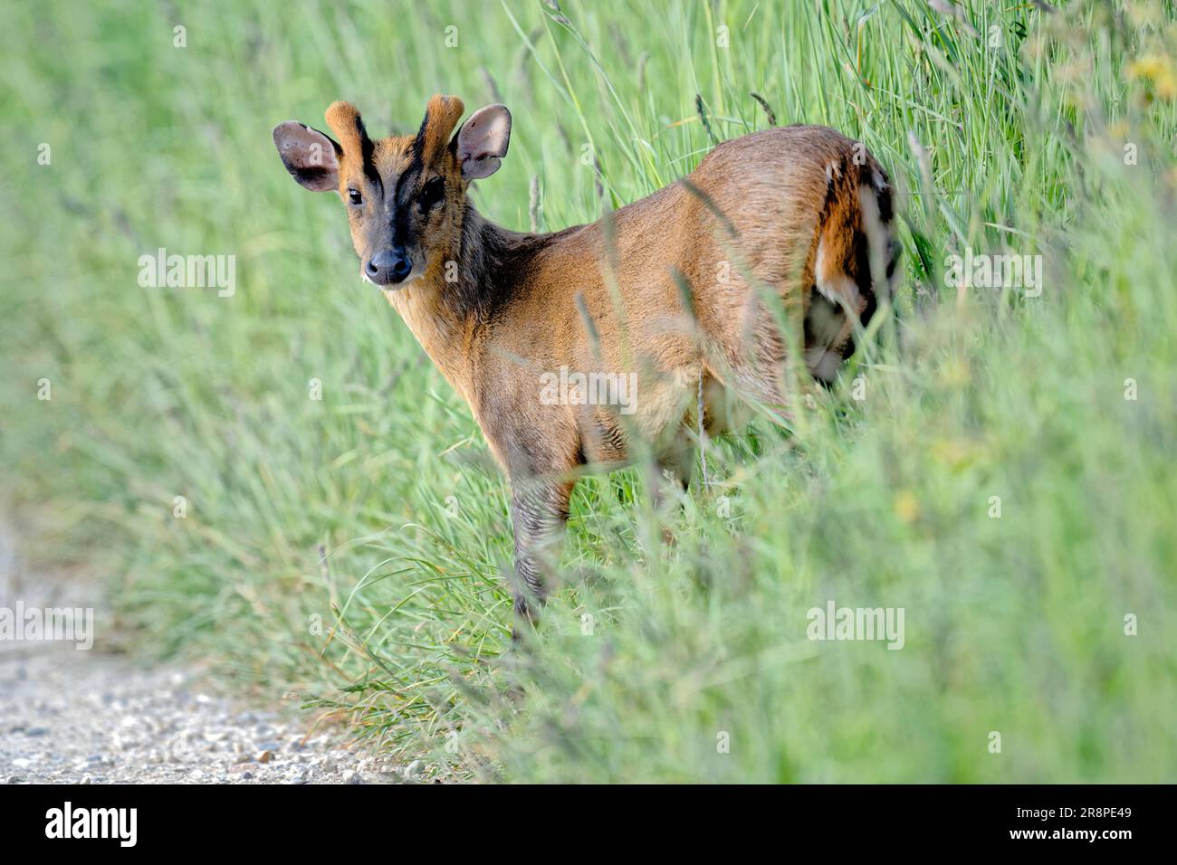 Muntjac Deer are elusive, but fairly common in Norfolk Stock Photo - Alamy