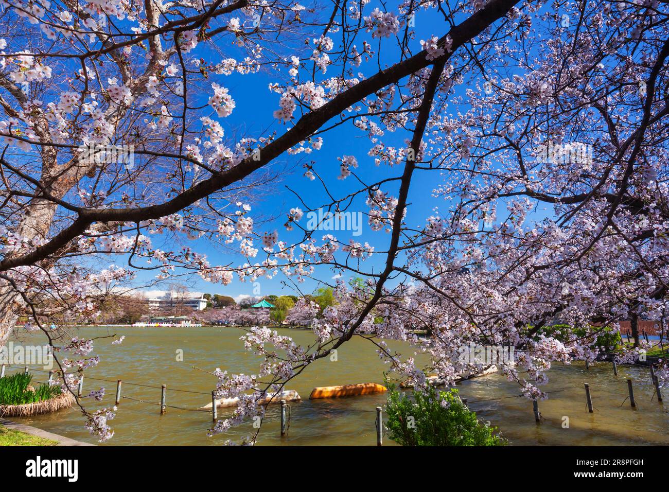 Shinobazuno hi-res stock photography and images - Alamy