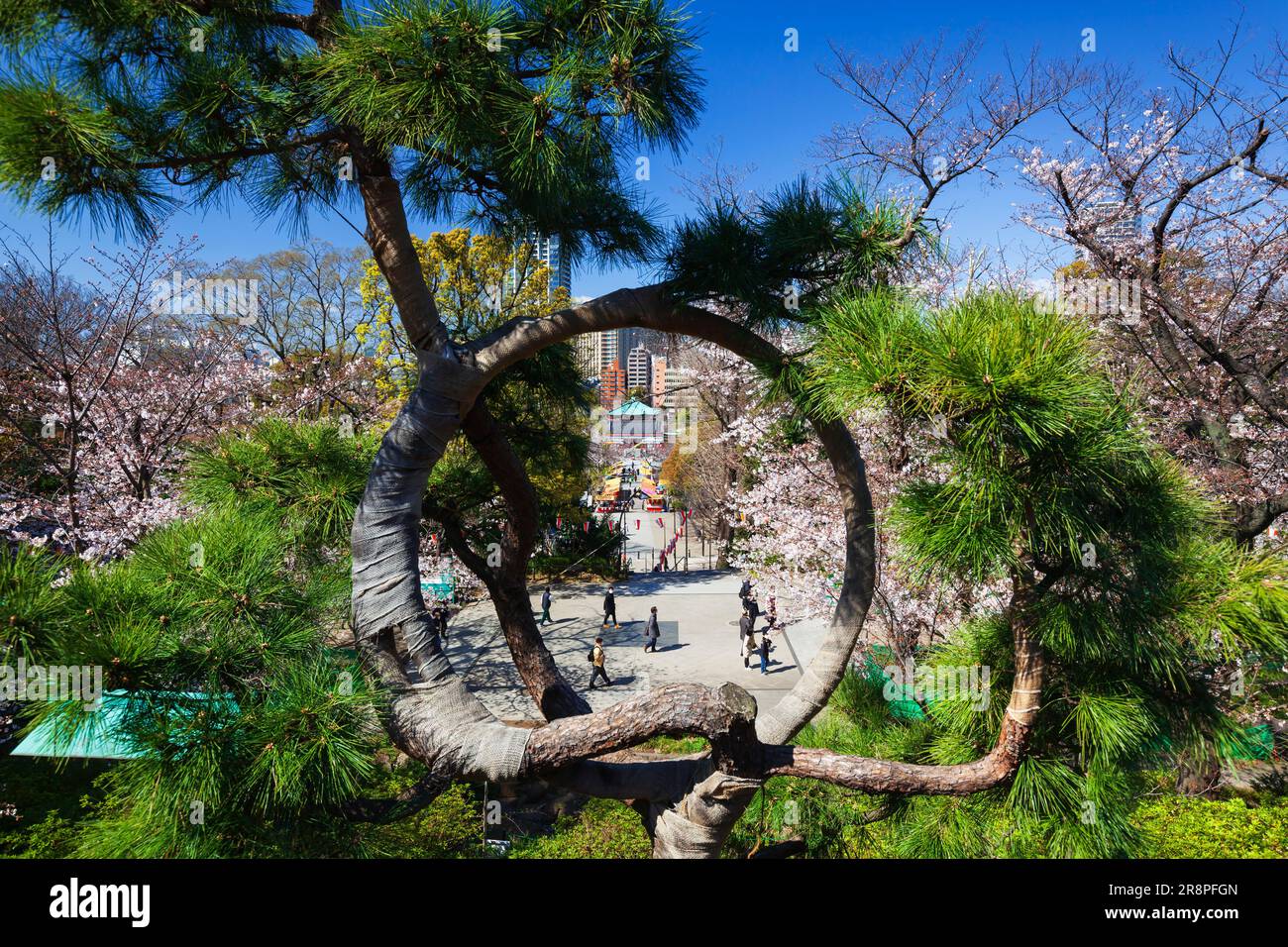 Moon Pine Tree in Kiyomizu Kannondou Stock Photo - Alamy