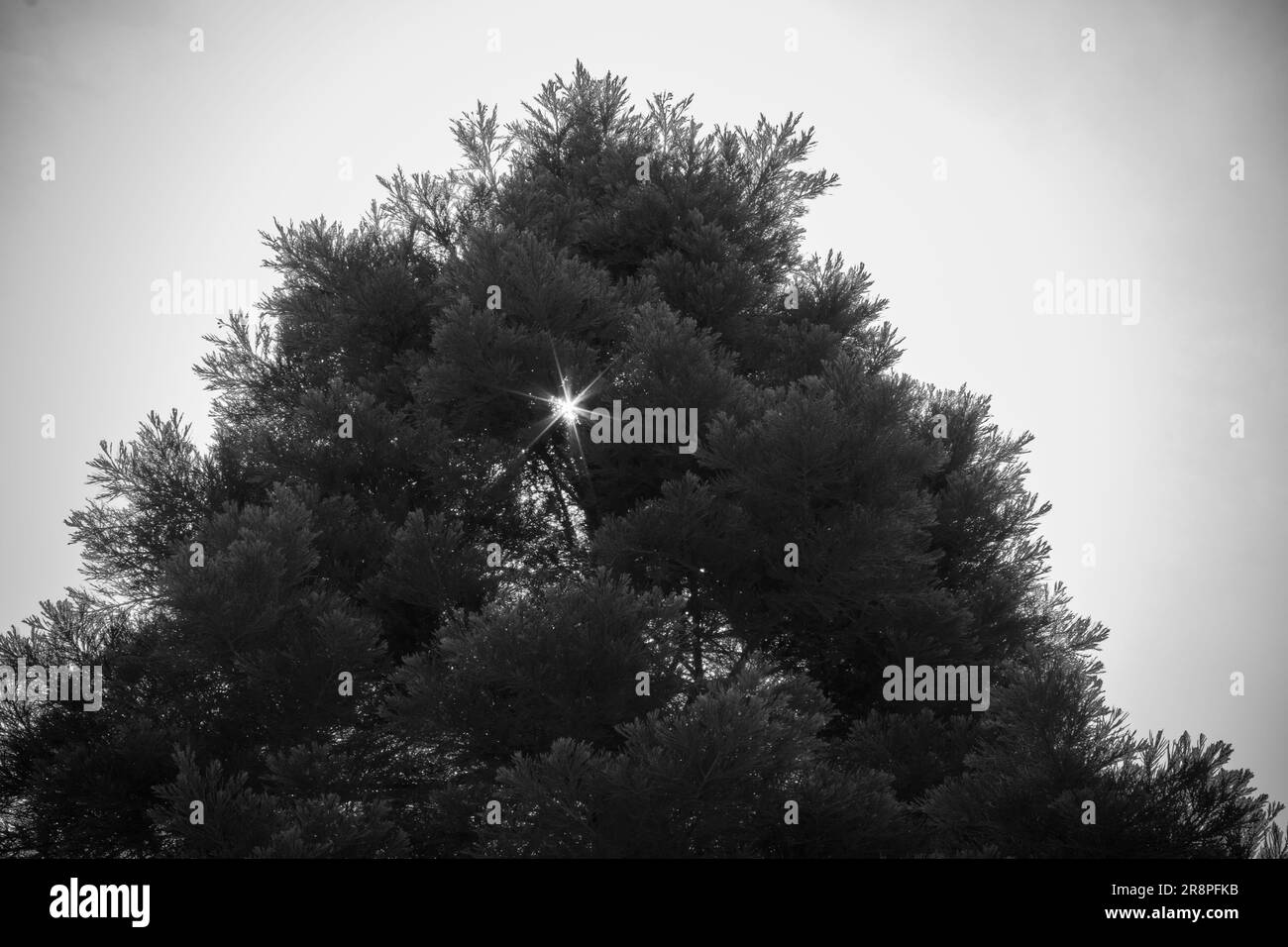 Sun rays through tree branch hi-res stock photography and images - Alamy