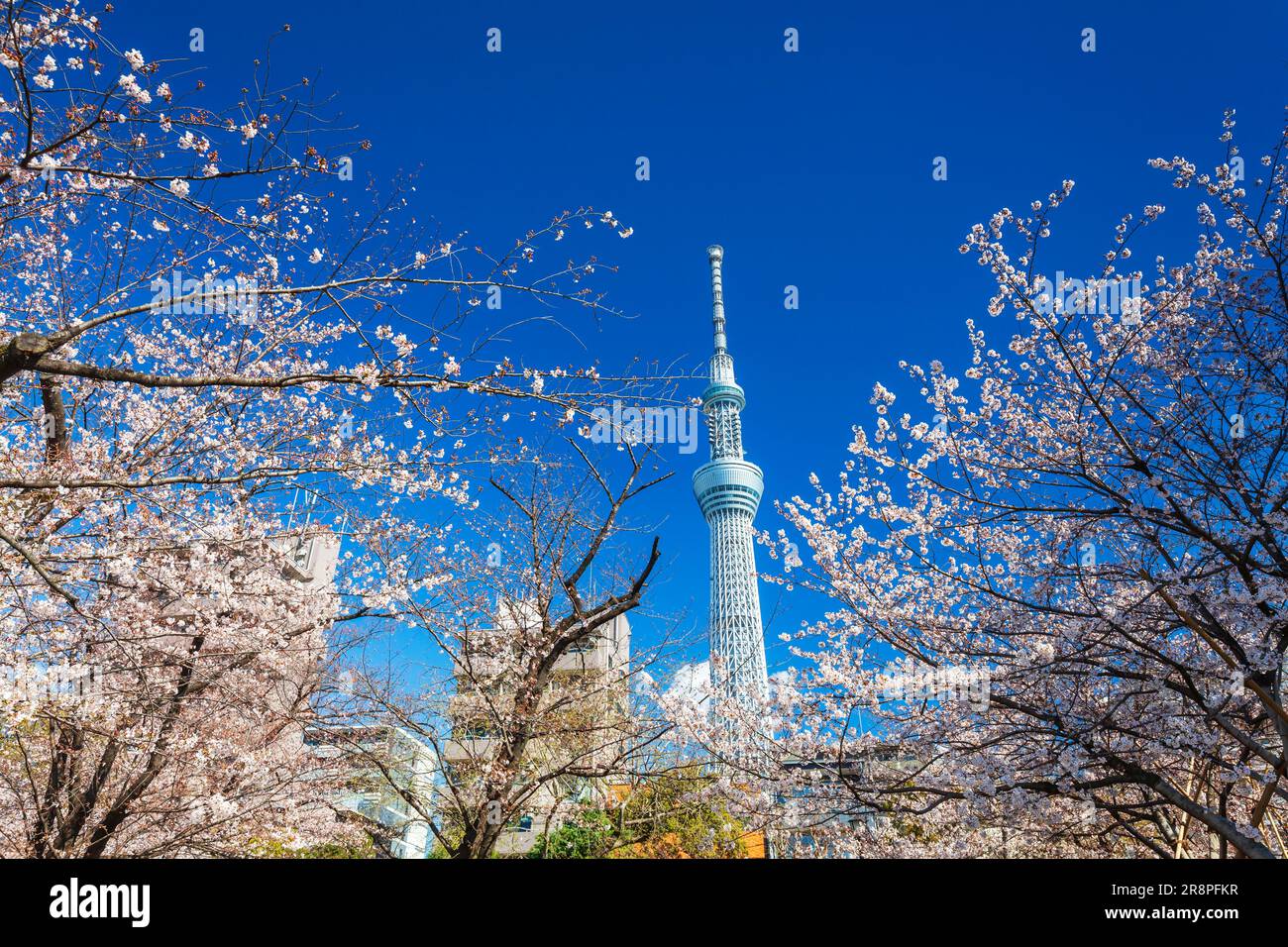 Tokyo Sky Tree and cherry blossoms in Sumida Park Stock Photo - Alamy