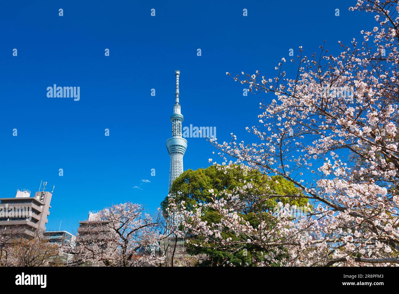 Tokyo Sky Tree and cherry blossoms in Sumida Park Stock Photo - Alamy