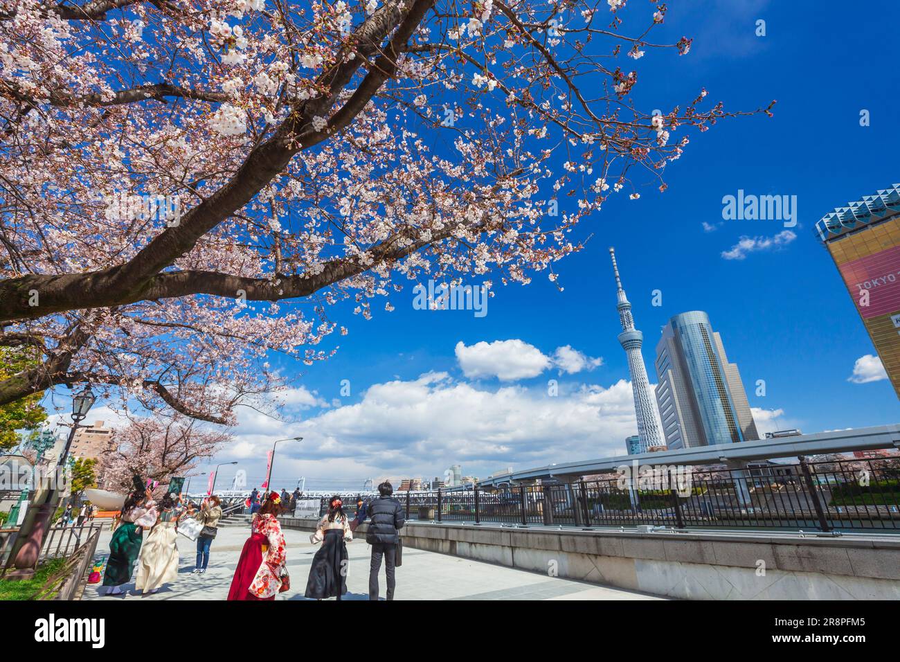 Tokyo Sky Tree and cherry blossoms in Sumida Park Stock Photo - Alamy