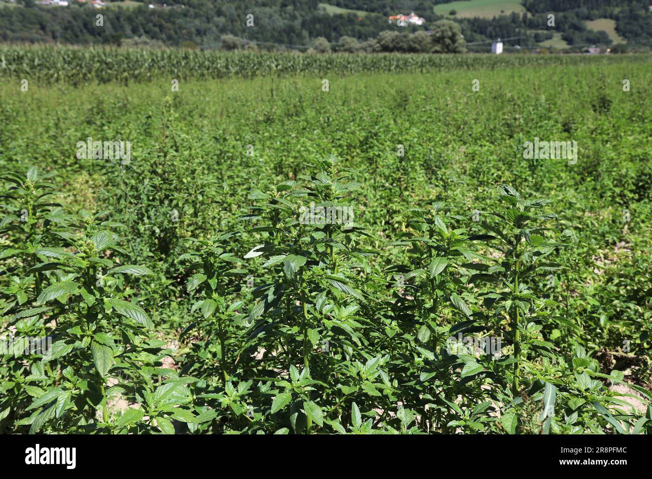 Agriculture in Carinthia, Austria. Rare crop - amaranth field ...