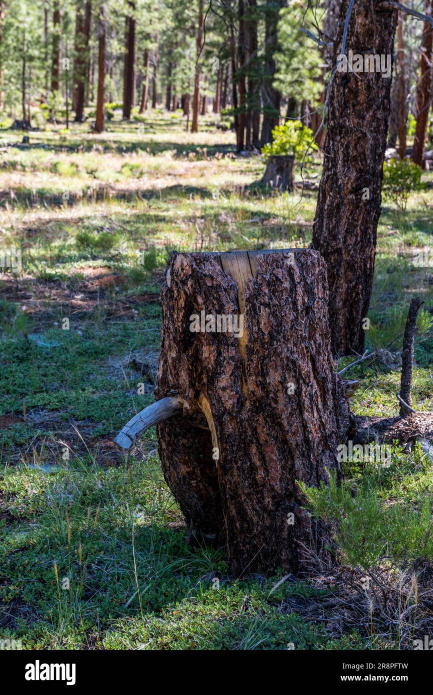 A tree stump with an interesting branch which looks amazingly human ...