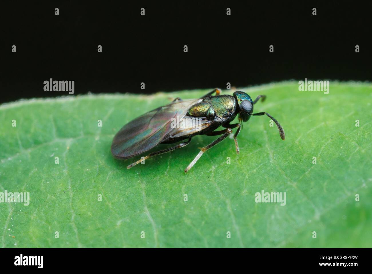 Encyrtid Wasp (Encyrtidae Stock Photo - Alamy
